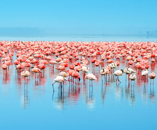 Lake Nakuru National Park – Mrunde Africani Tours