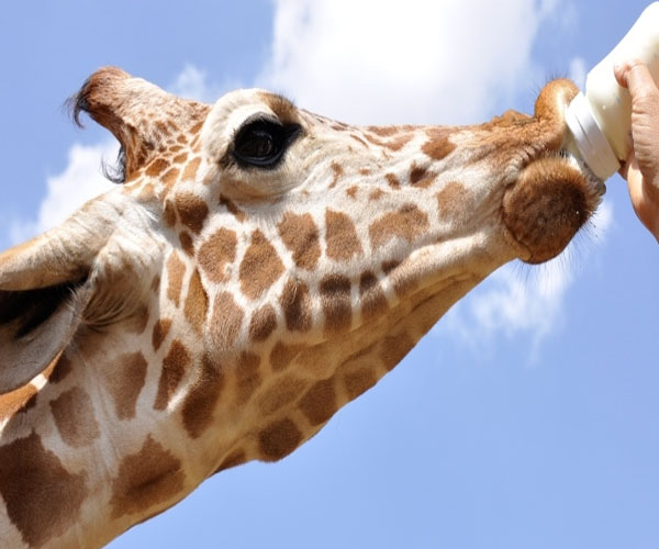 Nairobi Animal Orphanage – Mrunde Africani Tours