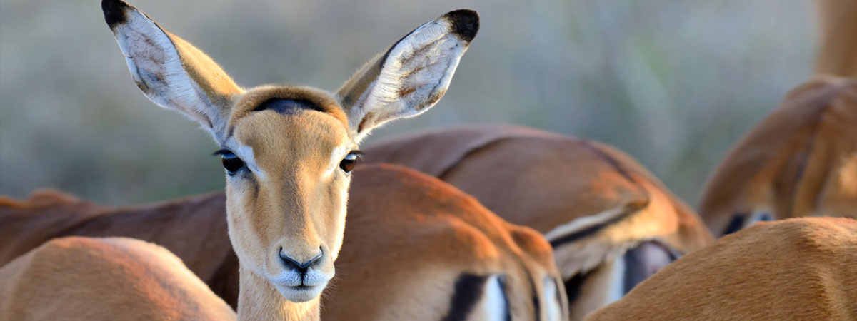 Ultimate Guide to Wildlife Safari Photography in East Africa – Mrunde ...