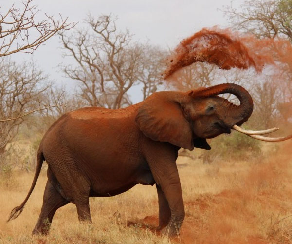 Tsavo East National Park – Mrunde Africani Tours