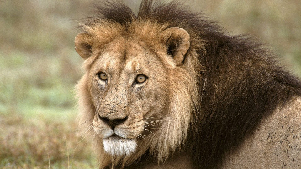 5 Days Tanzania Budget Safari – Mrunde Africani Tours