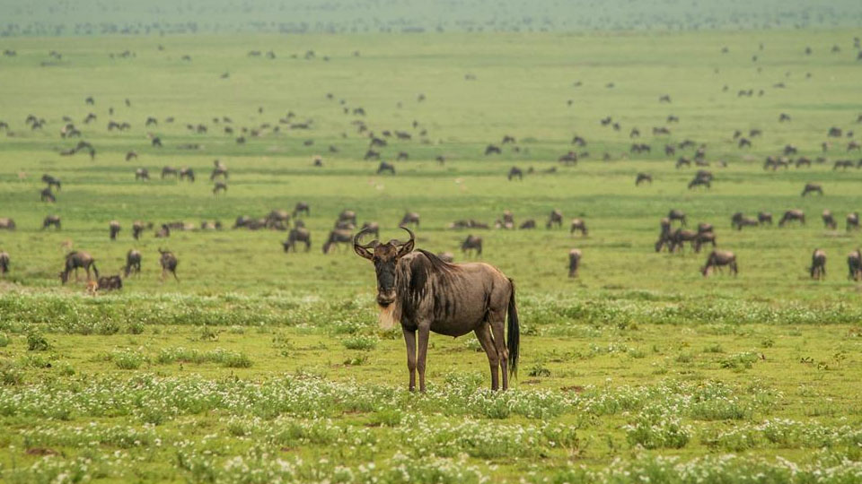 8 Days Kogatende Migration Safari – Mrunde Africani Tours