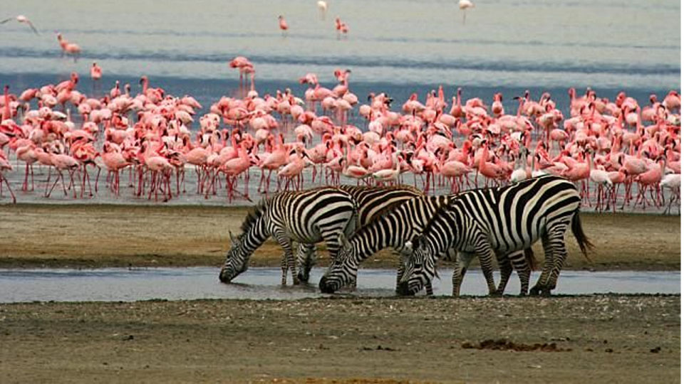 5 Days Tanzania Budget Safari – Mrunde Africani Tours